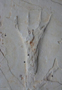 The Legendary Ancient Thunderbird Was Real And It May Actually Exist ...