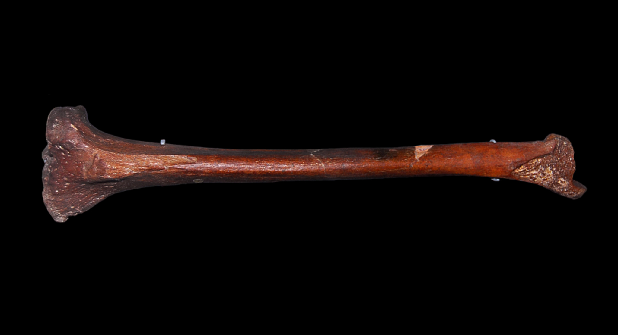 Alien DNA in the body of the world’s oldest human ancestor ...